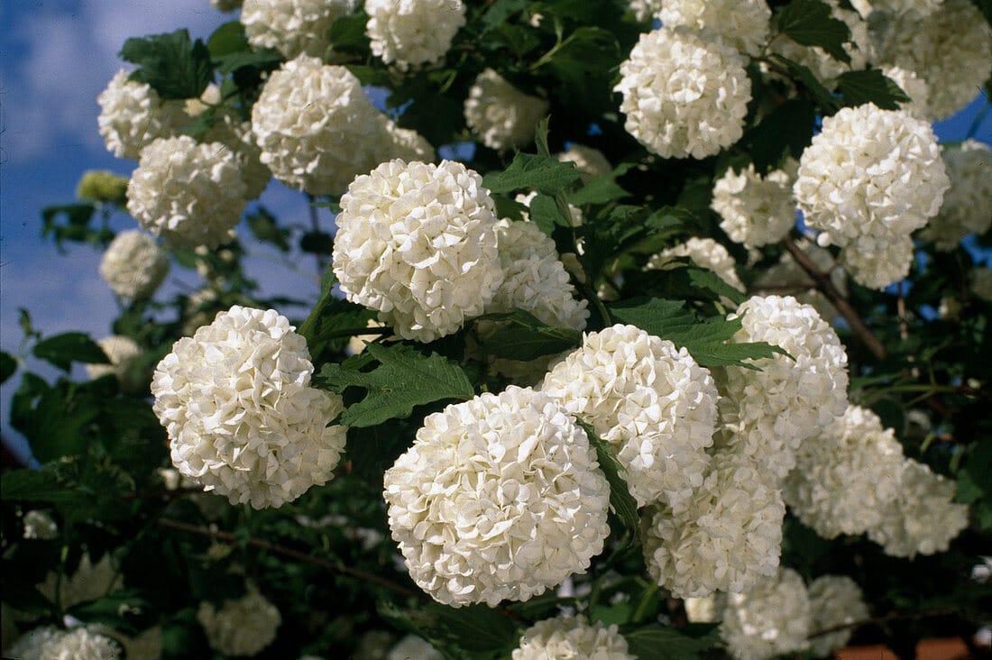 Kalina obyčajná - riešenie pms a bolestivej menštruácie